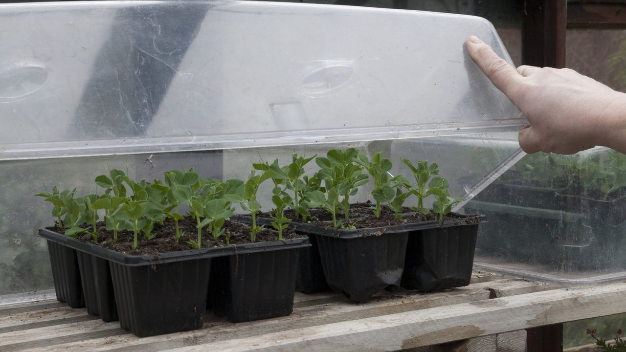 This advice on covering seeds for germination helps you avoid mistakes ...