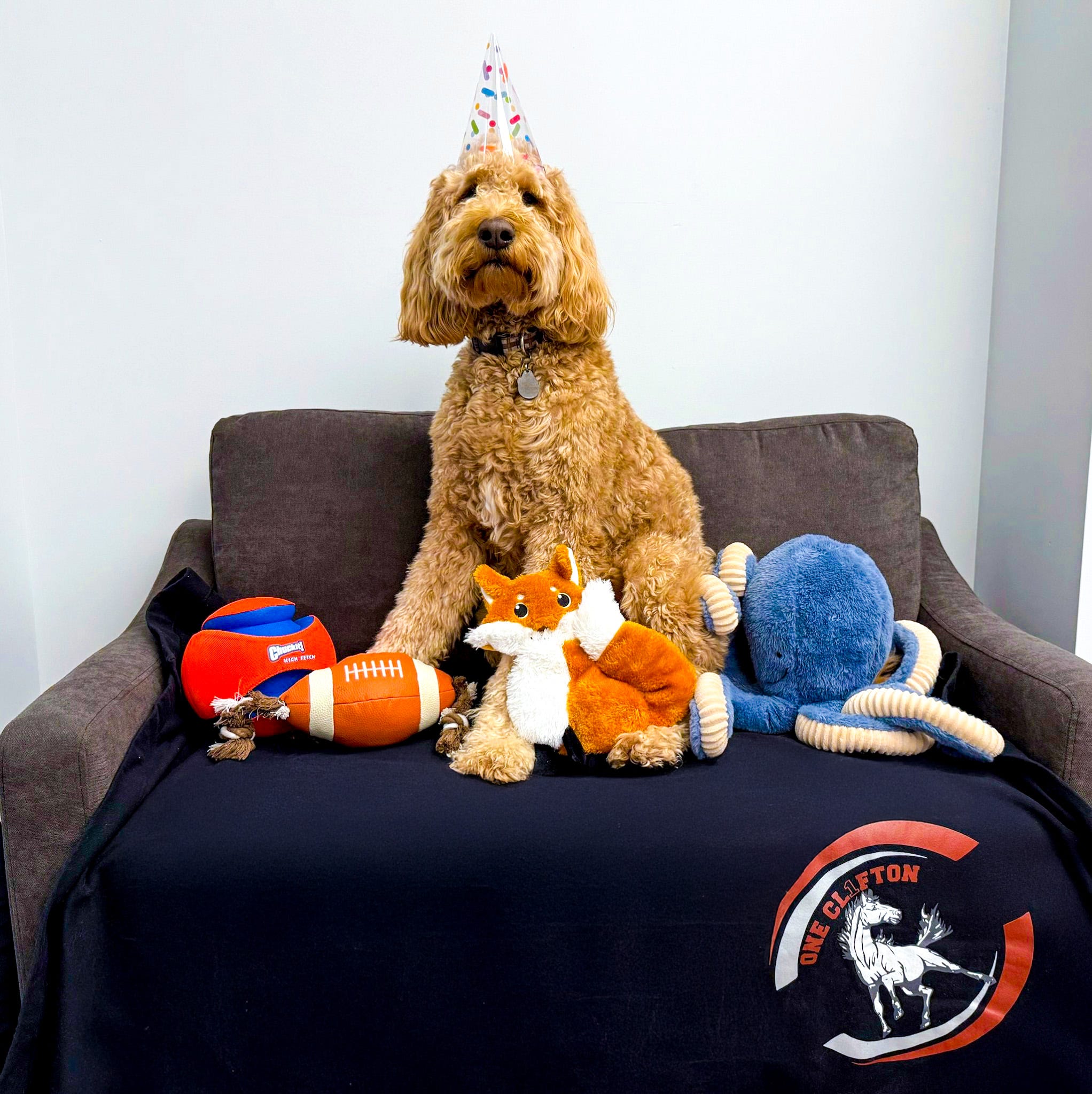 Help celebrate Clifton therapy dog Chewie's birthday with donations