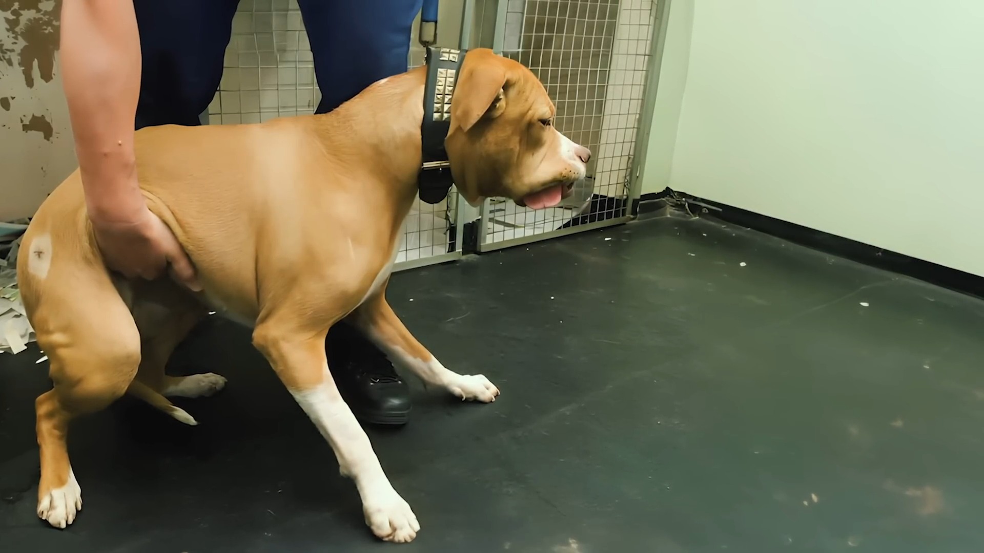 How a killer used a dog to murder and was jailed for life