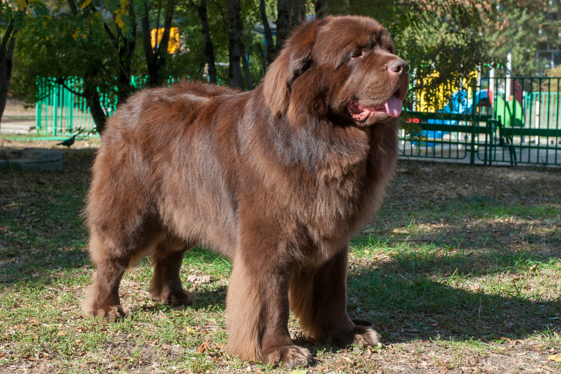 How different are these brown dog breeds?
