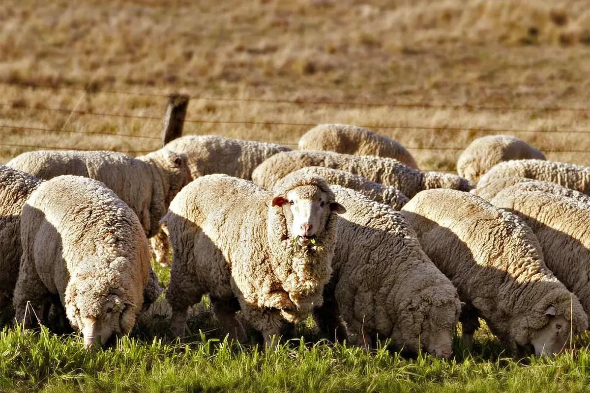 Despite Morocco’s interest, Australia yet to export 100,000 sheep
