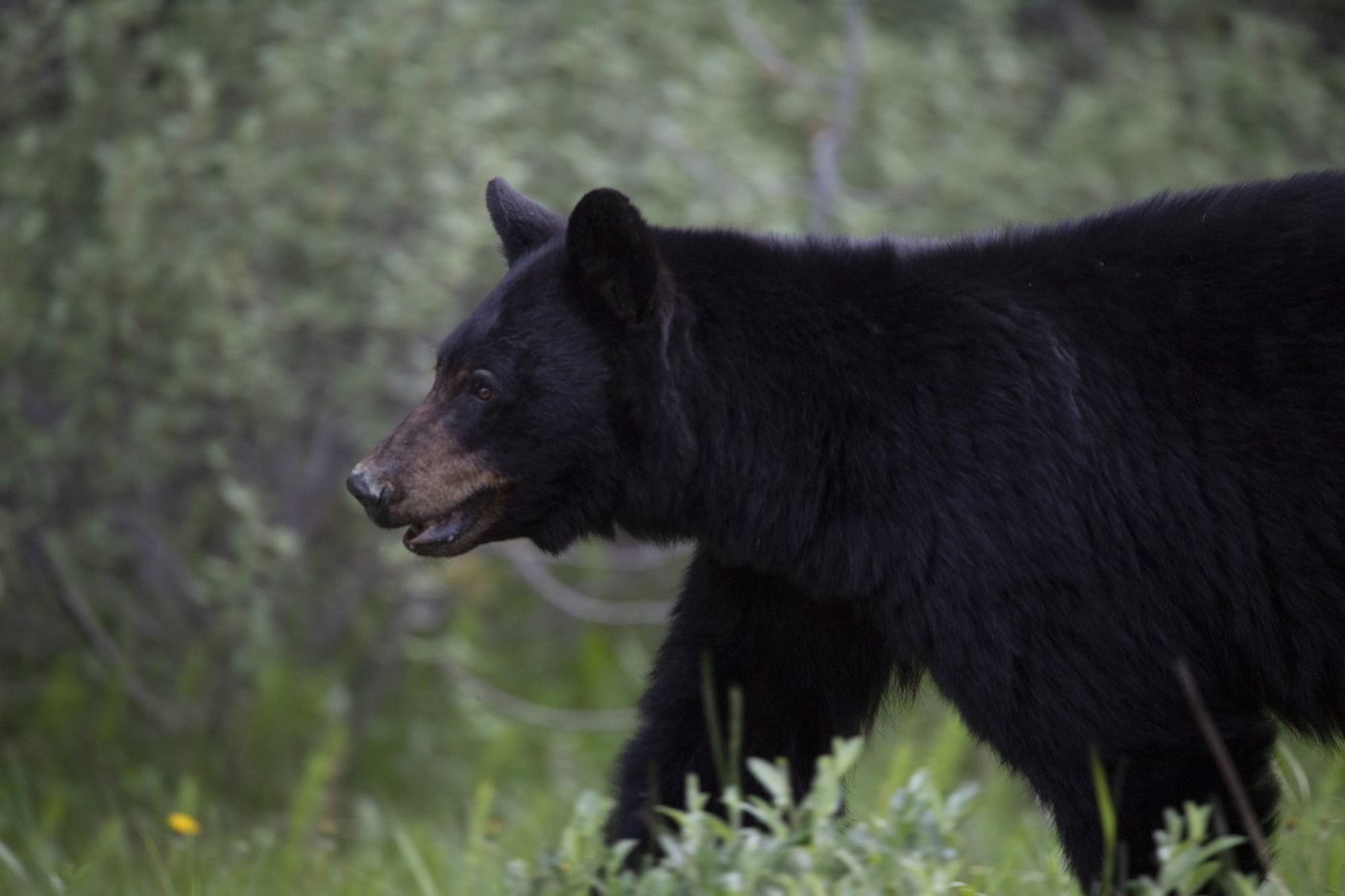 Fewer black bears killed in BC last year than in last decade ...