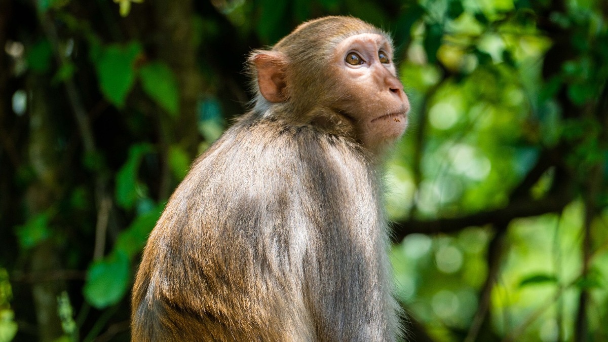 Diaper keeps 20-day-old baby from drowning after monkey throws her into ...