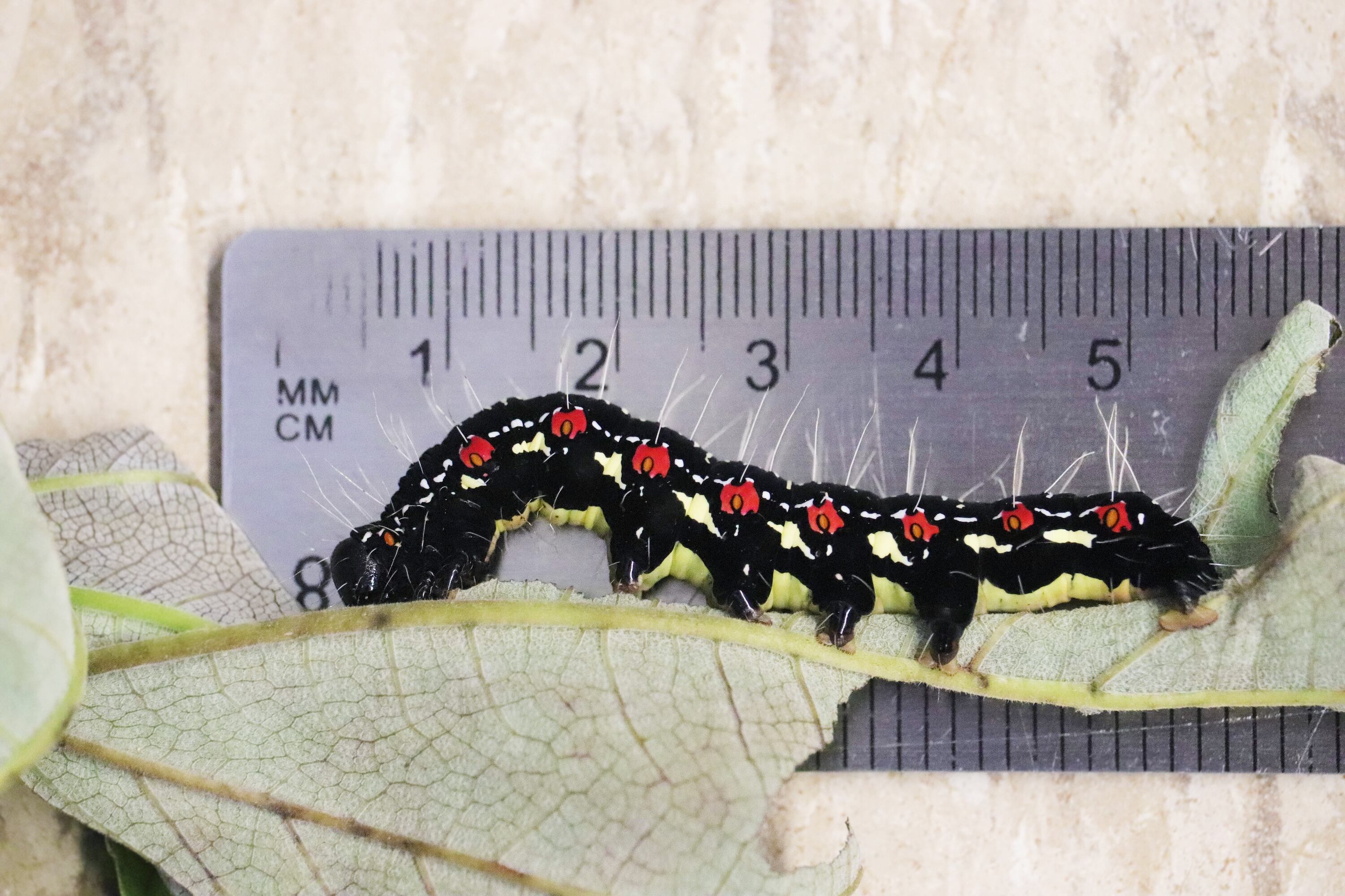 Invasive ramie moth caterpillar found on Kauai