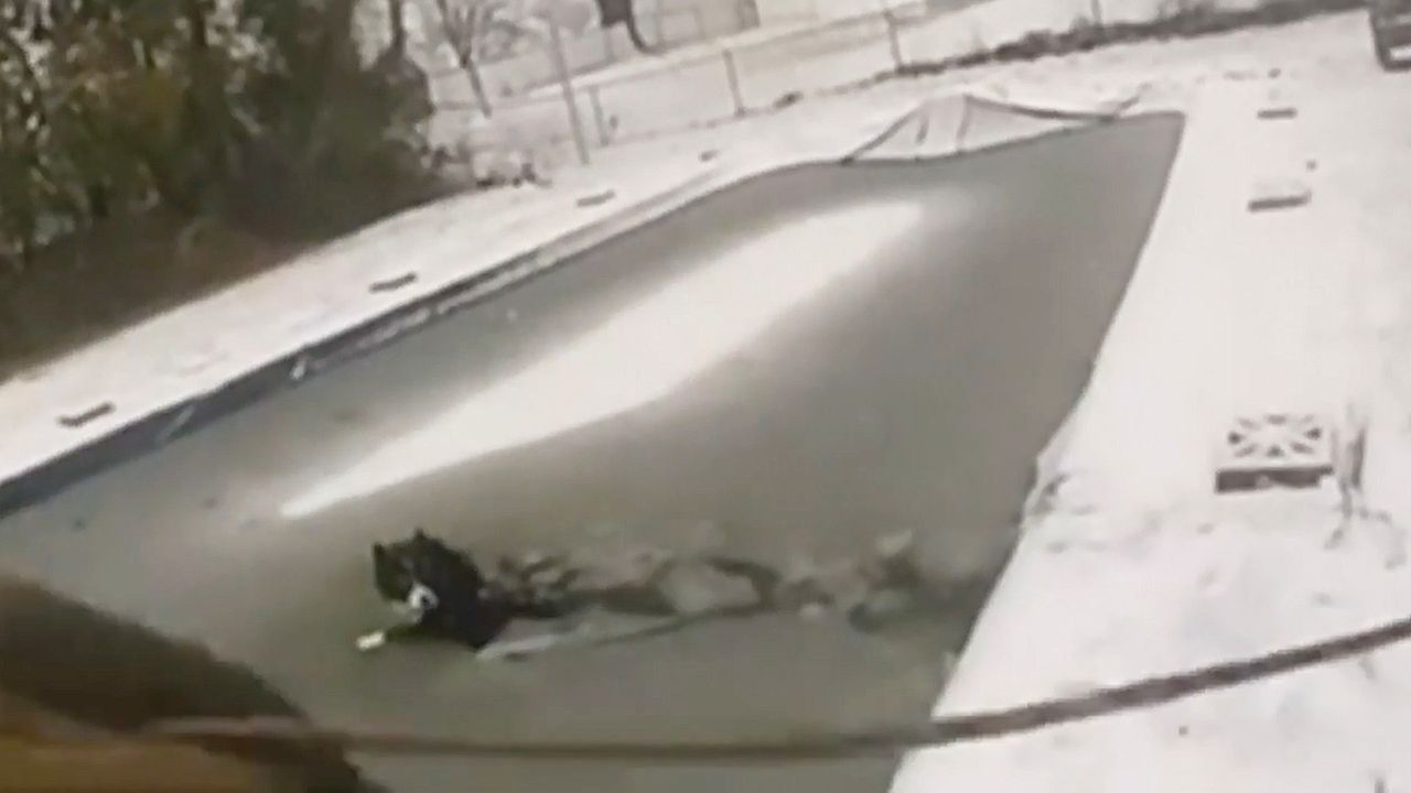 Police save dog from frozen pool in Pennsylvania