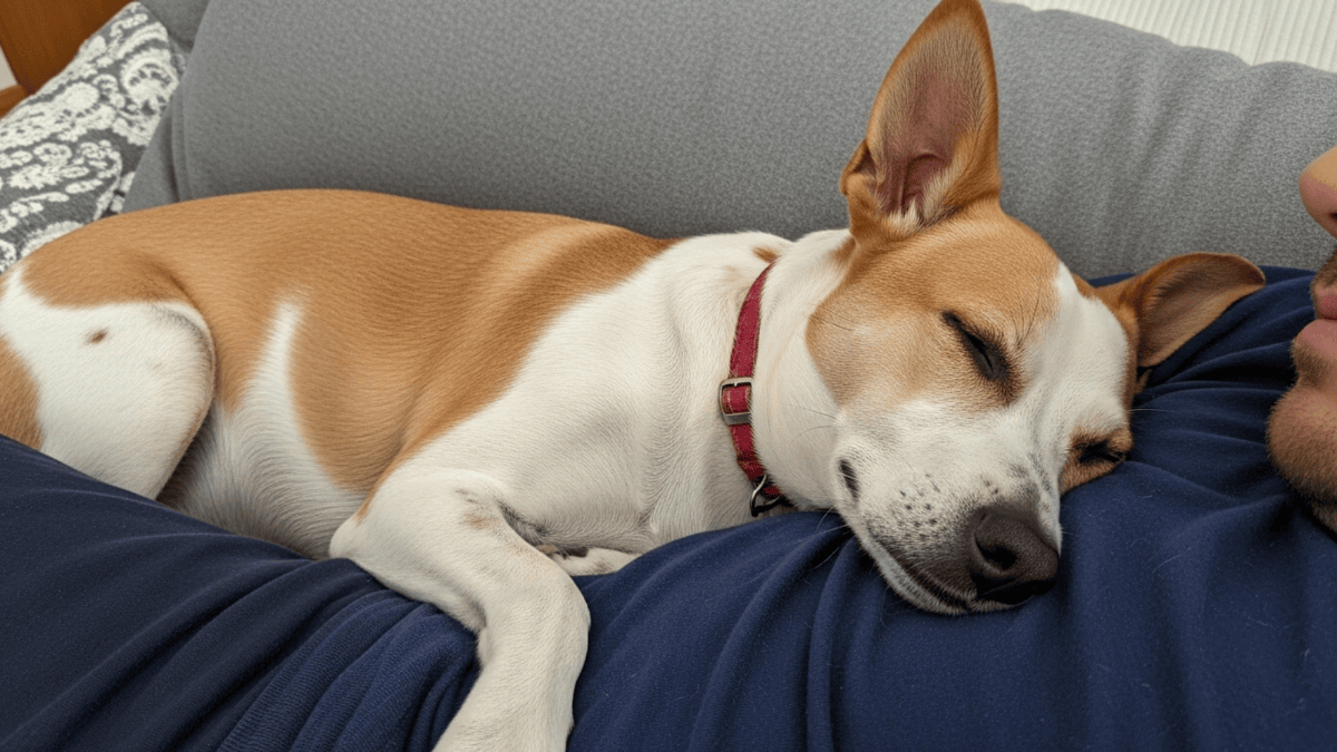 What your dogs sleeping position says about their mood