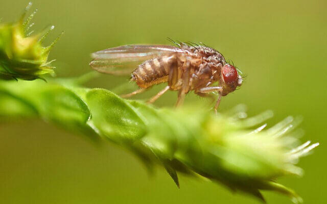 Fruit fly study, almost wrecked by Iran, claims to uncover key to ...