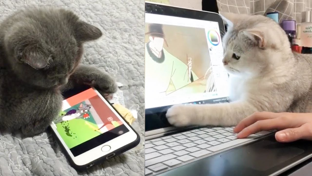 Ik keek wat mijn huisdieren doen als ik weg ben