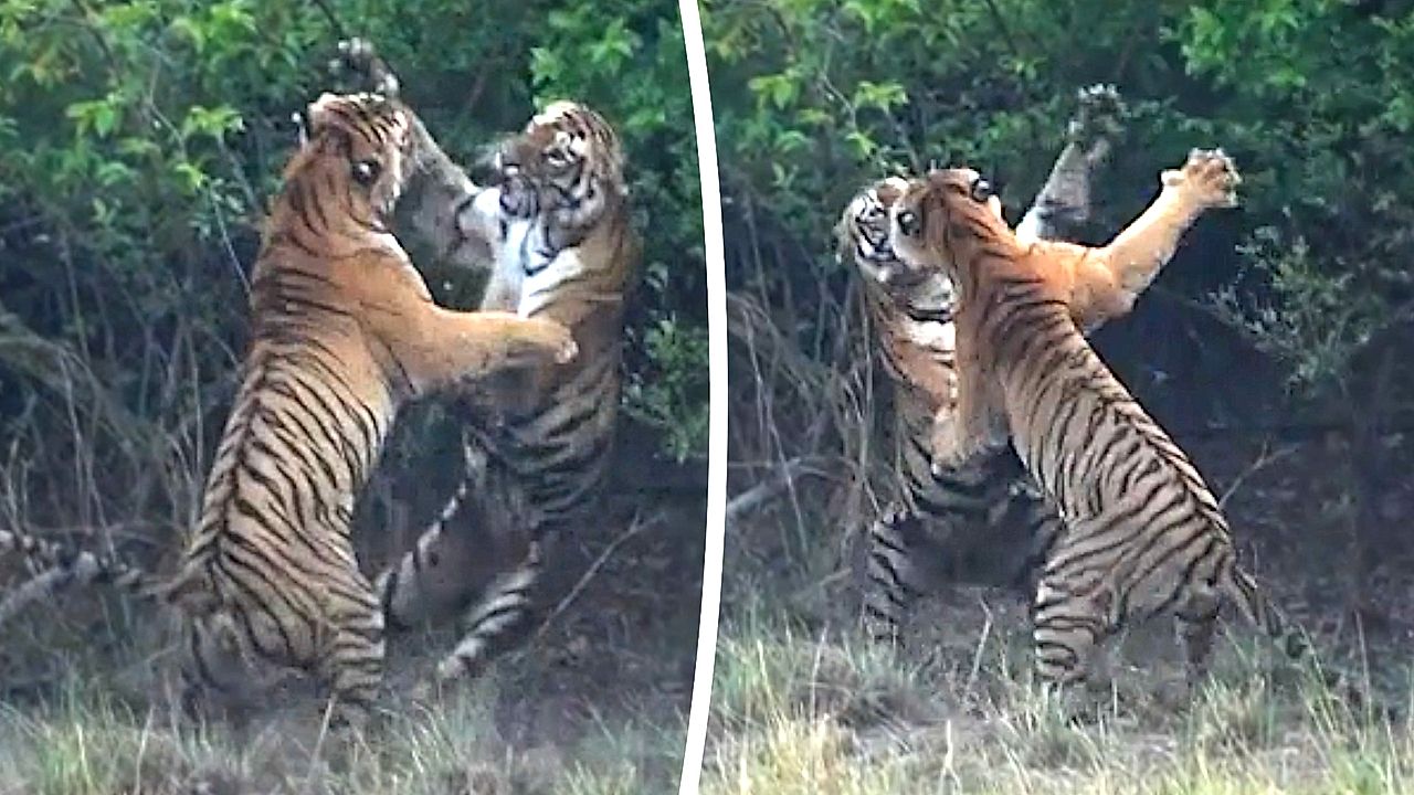 Tigresas lutam por território aos olhos de turistas na Índia central
