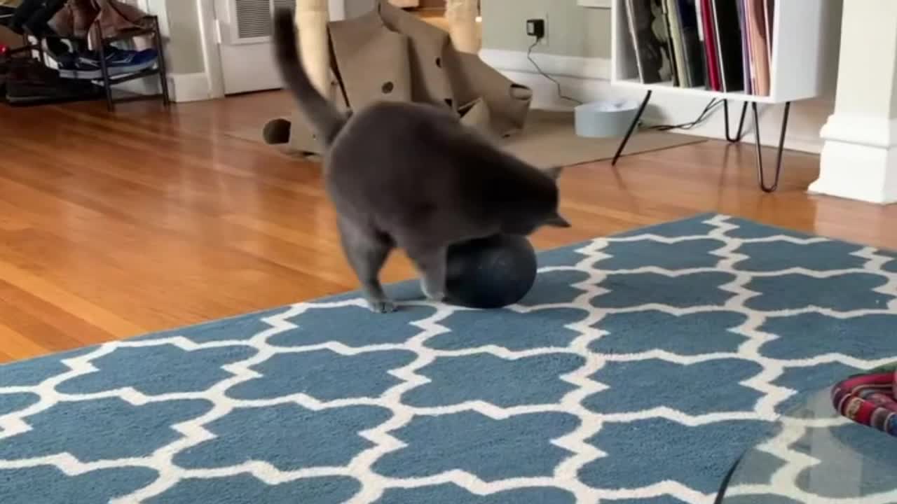 Cat’s dramatic stretch turns into a graceful flop in Chicago, Illinois, USA