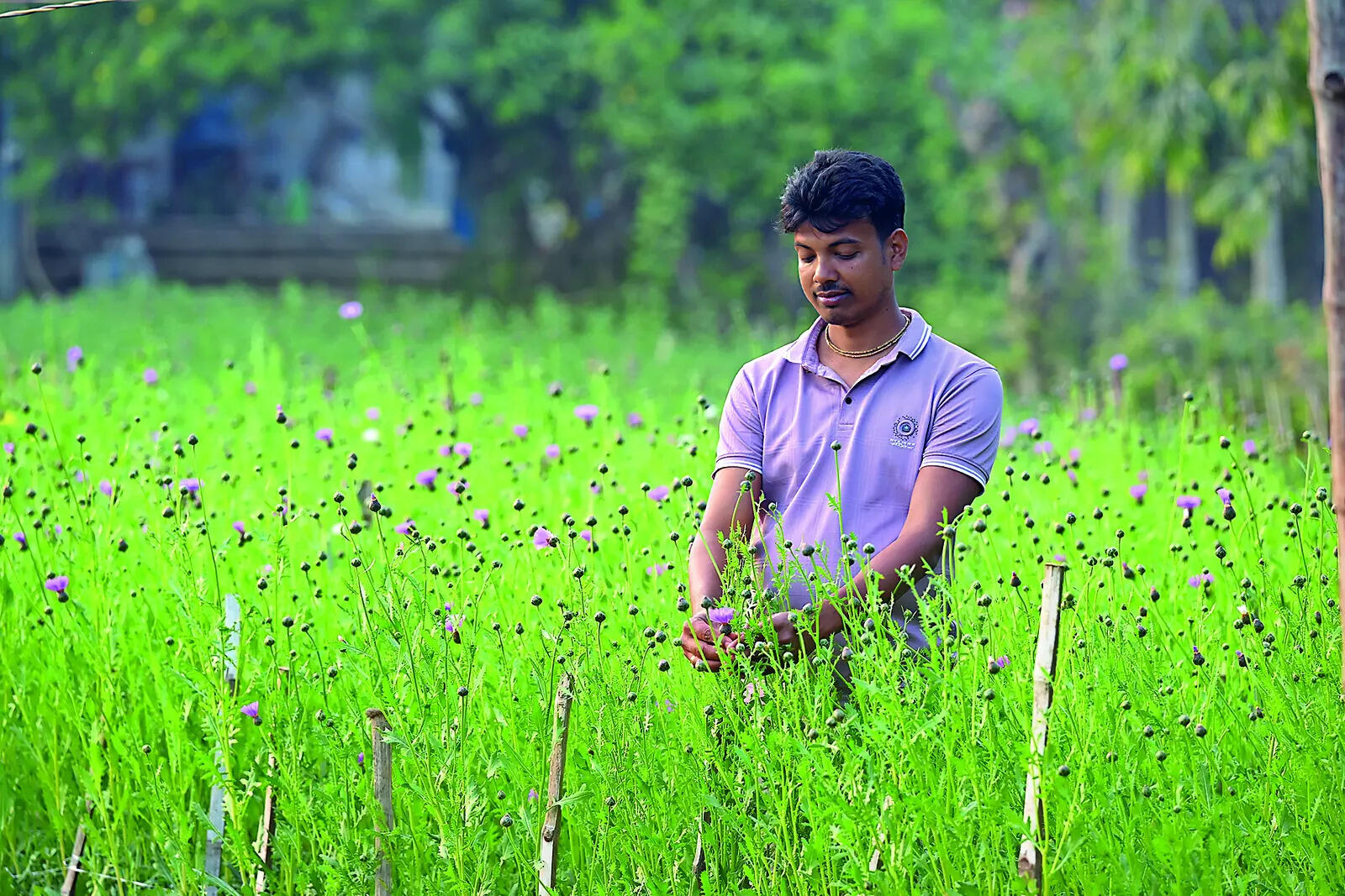 Celebrating Khirai: The flower basket of Bengal