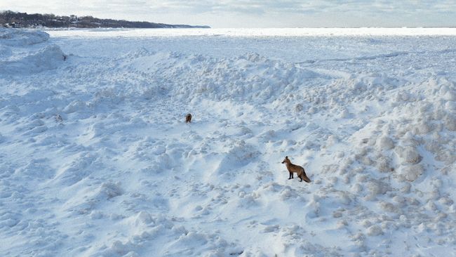 Stunning drone footage captures red foxes running across ice-covered ...