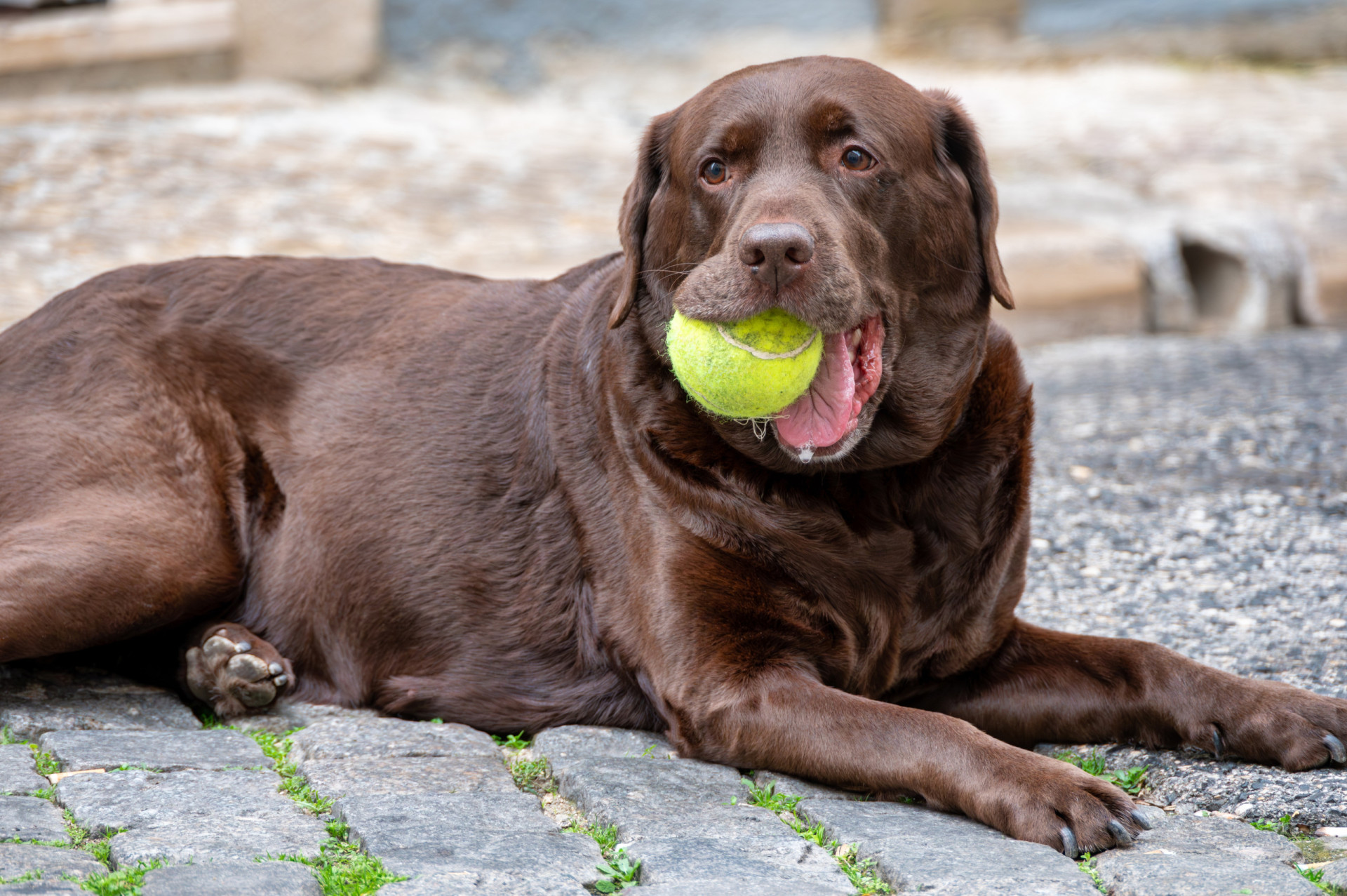 How different are these brown dog breeds?
