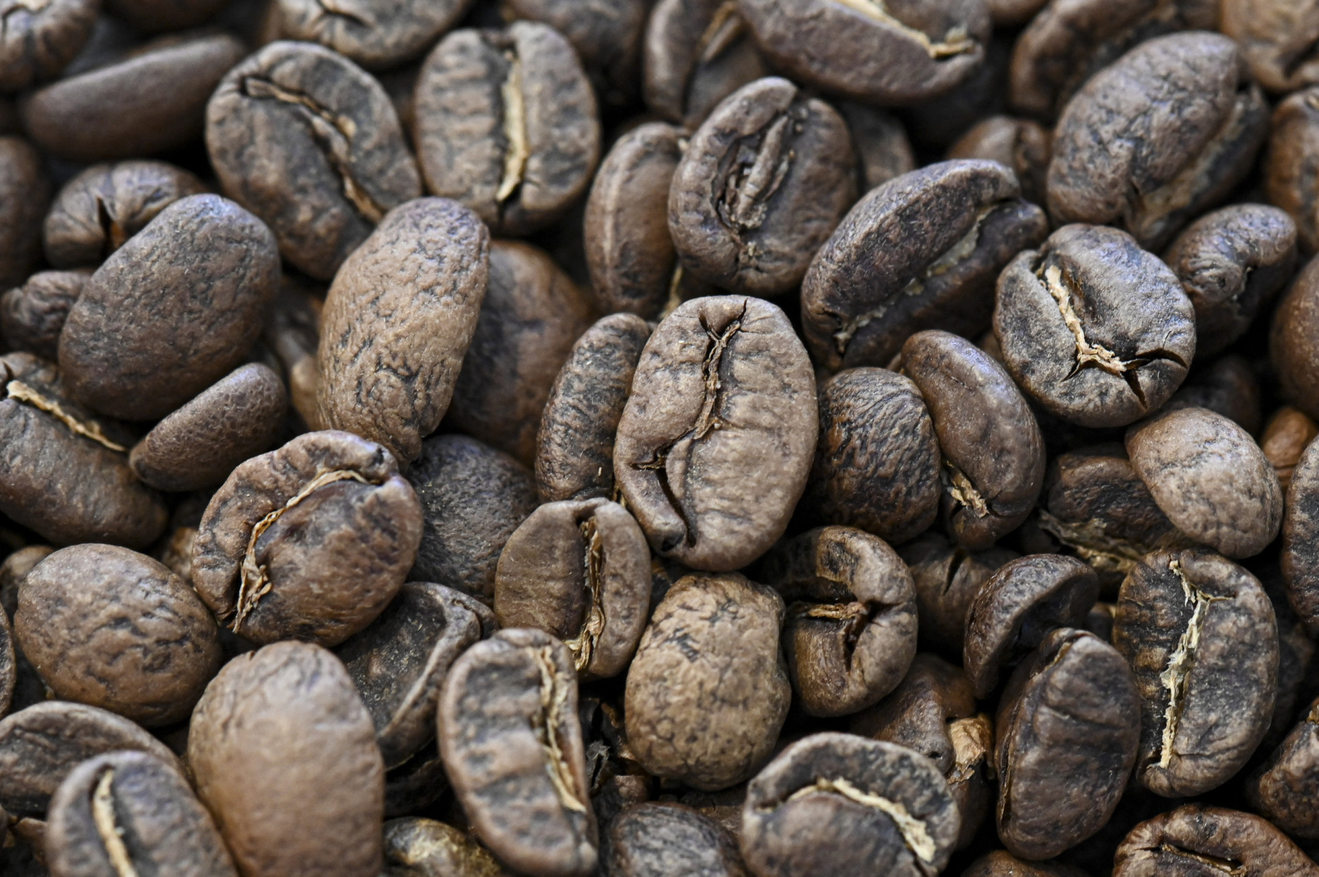 Is it possible to grow your own coffee?
