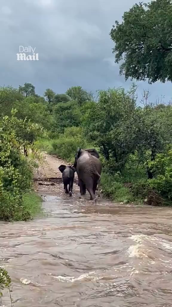 Elephant mother rescues calf during severe flooding