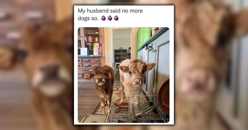 22 animal memes to satisfy your silly craving today