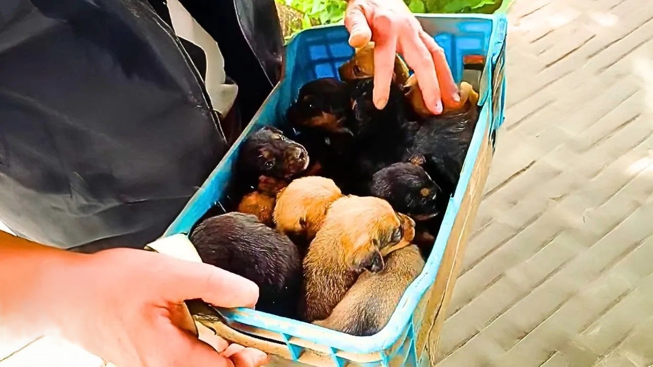 This brave mama dog fought to save their babies - now they’re safe, and ...