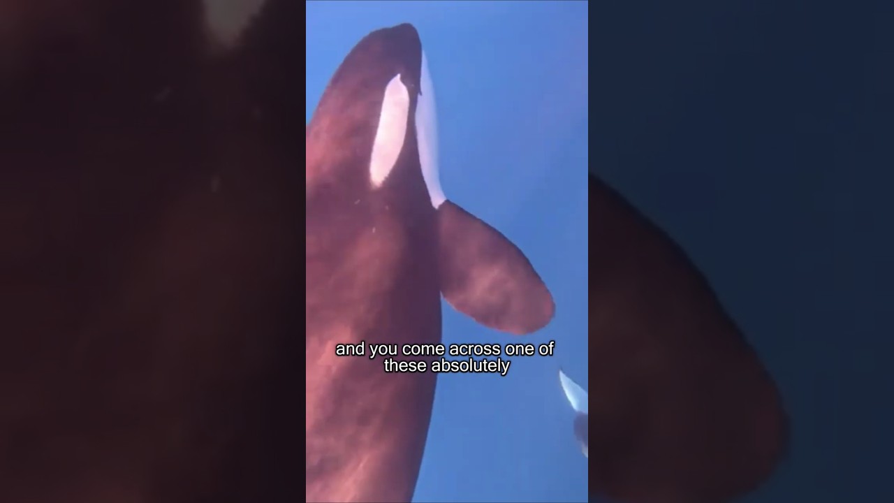 Learn scary facts about strange creatures in the ocean