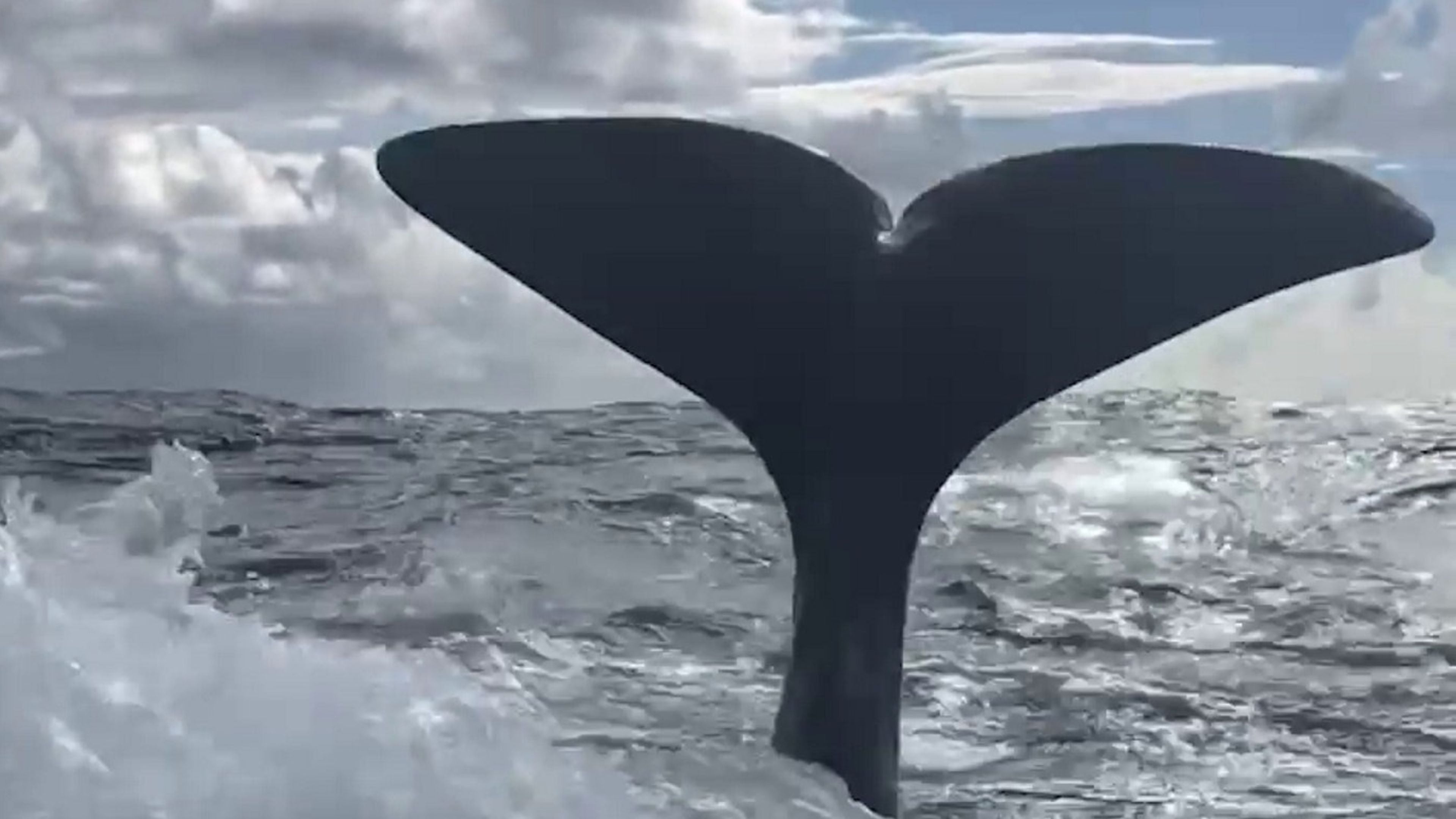 Quatre avironneurs encerclés par des baleines en pleine mer