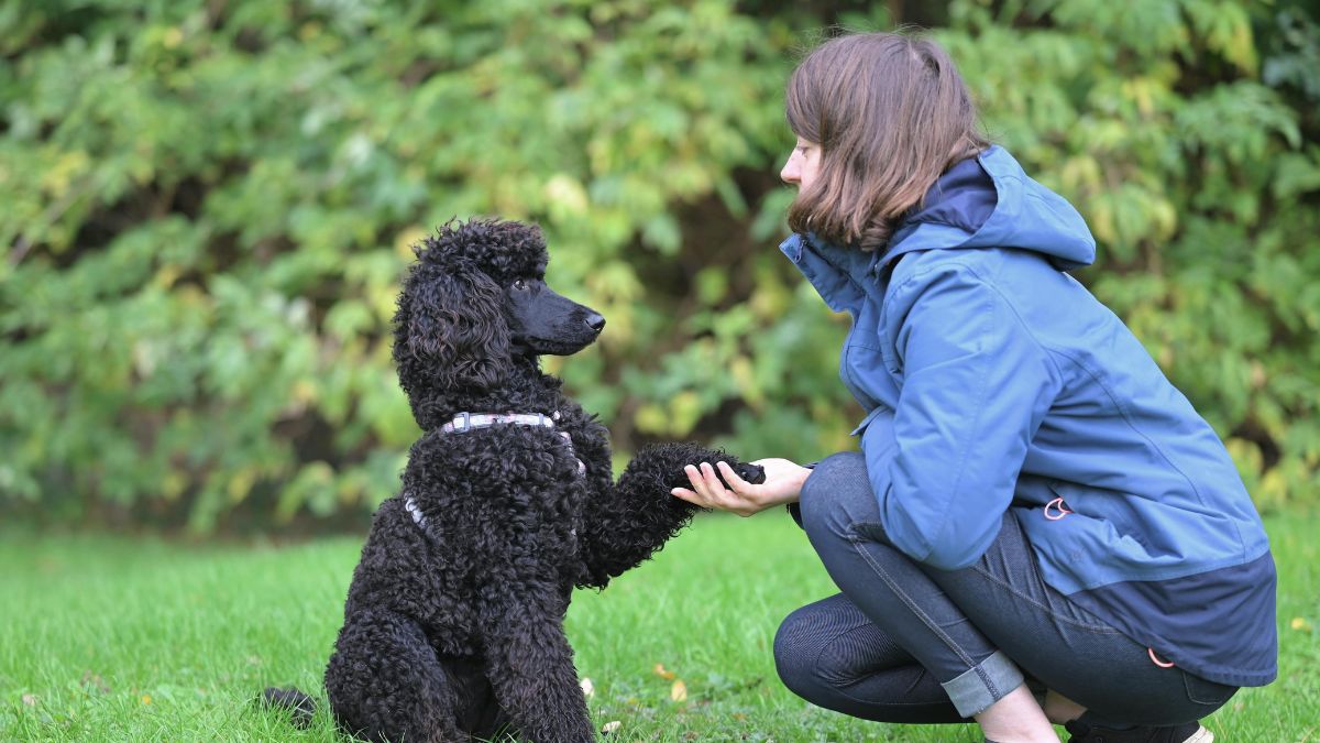 Scientists say dogs can learn words just by listening