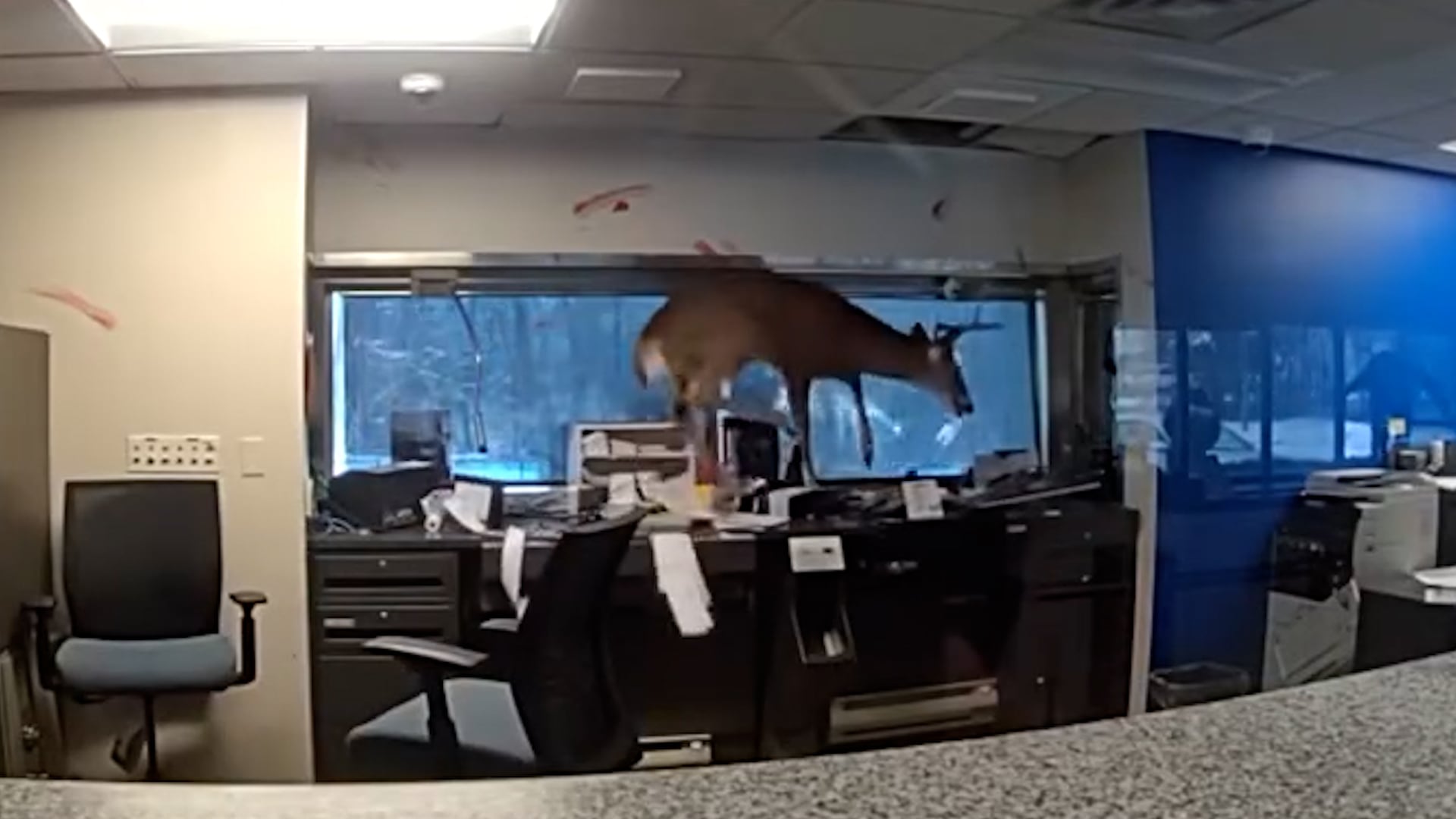 Police officers responded to possible bank robbery to find deer trapped ...