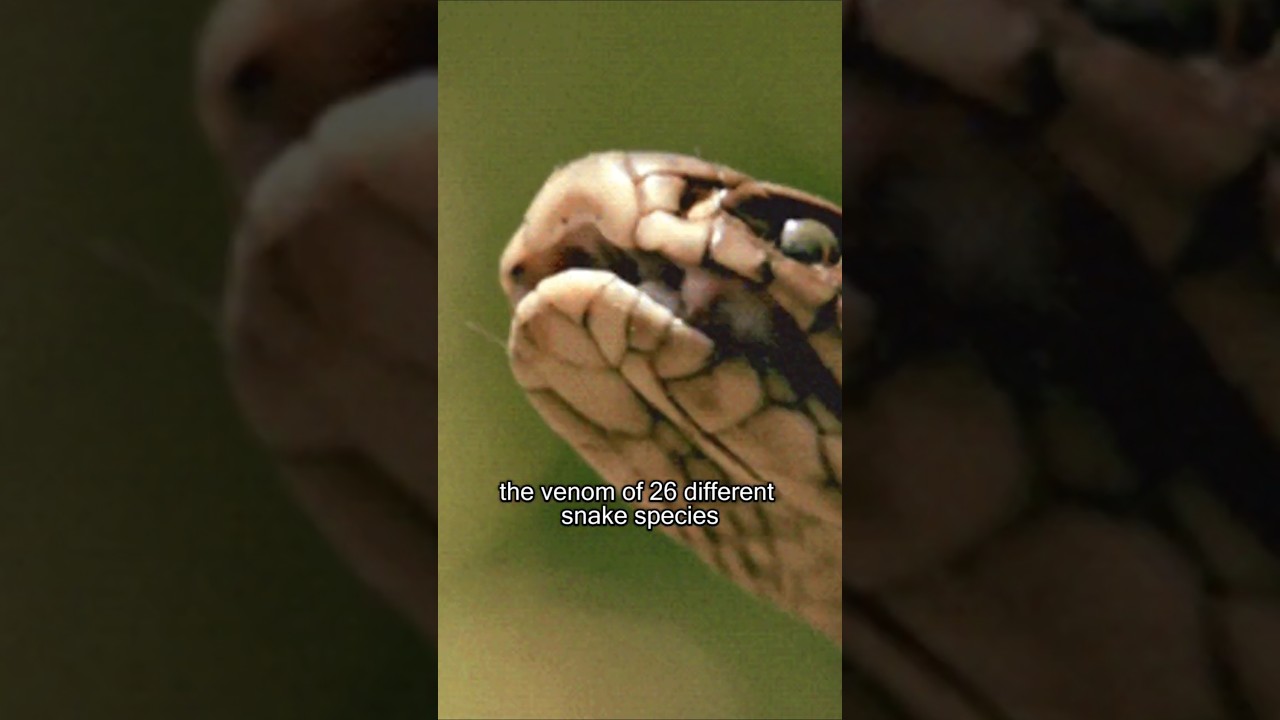 How camel tears might save your life in extreme survival situations