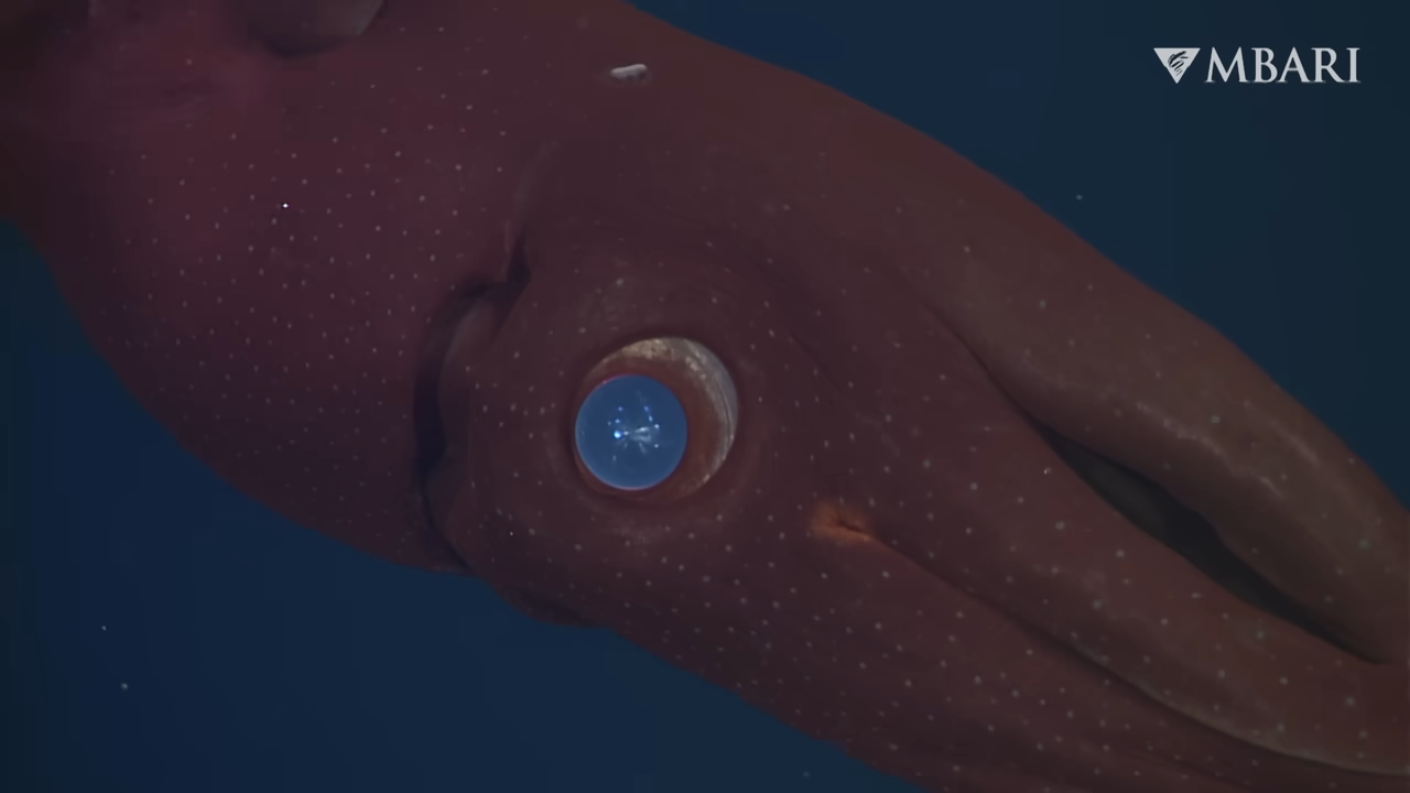 These animals didn’t get creepier by accident