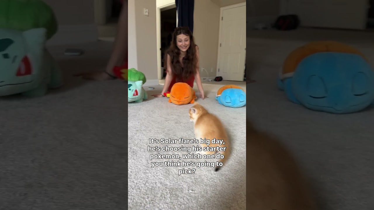 See tiny feline pick the perfect starter Pokémon