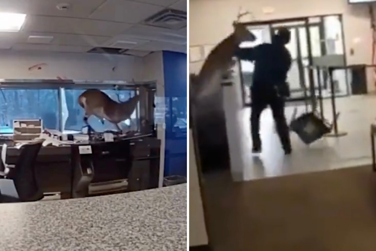 Oh deer! Buck goes on rampage inside bank