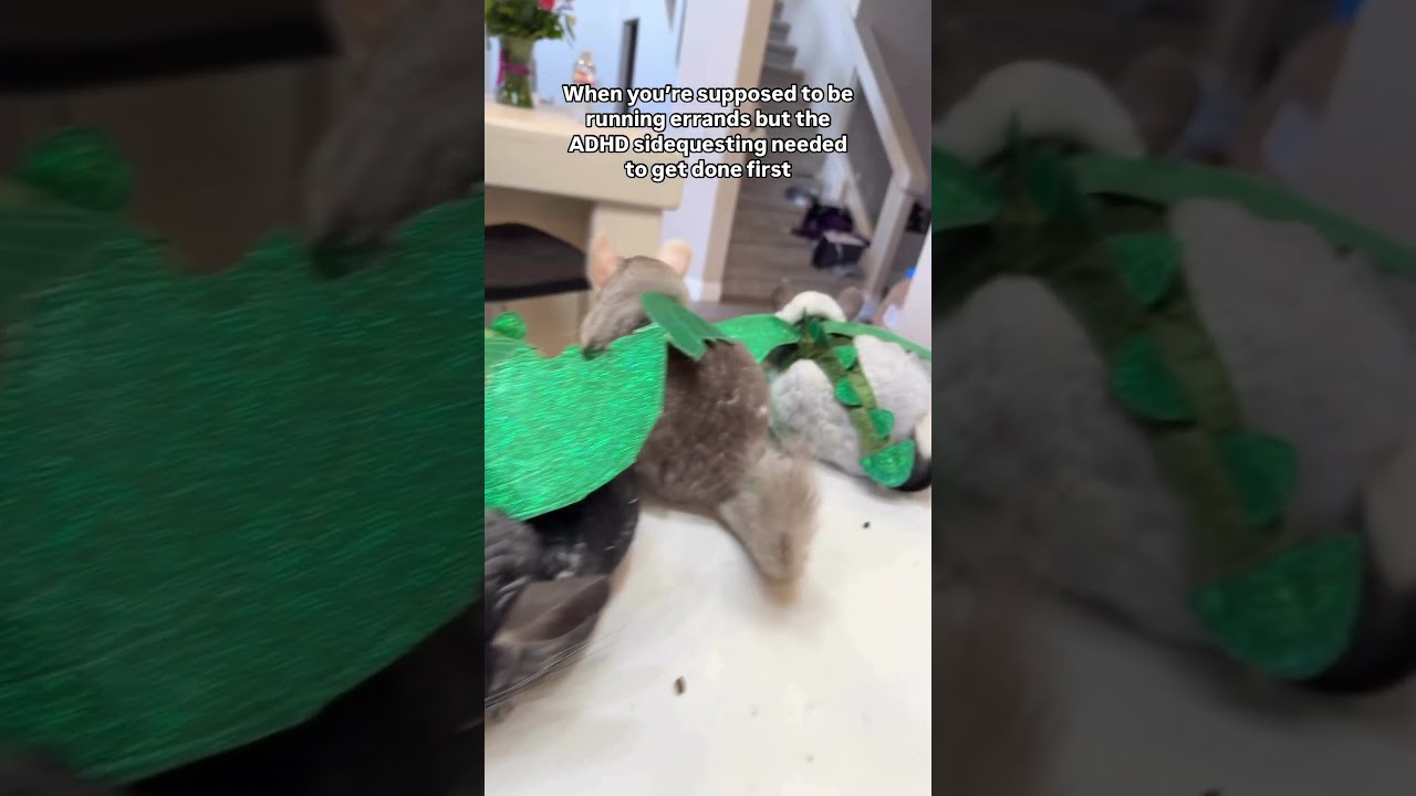 My ADHD causes me to stage cat vs. chinchilla battles