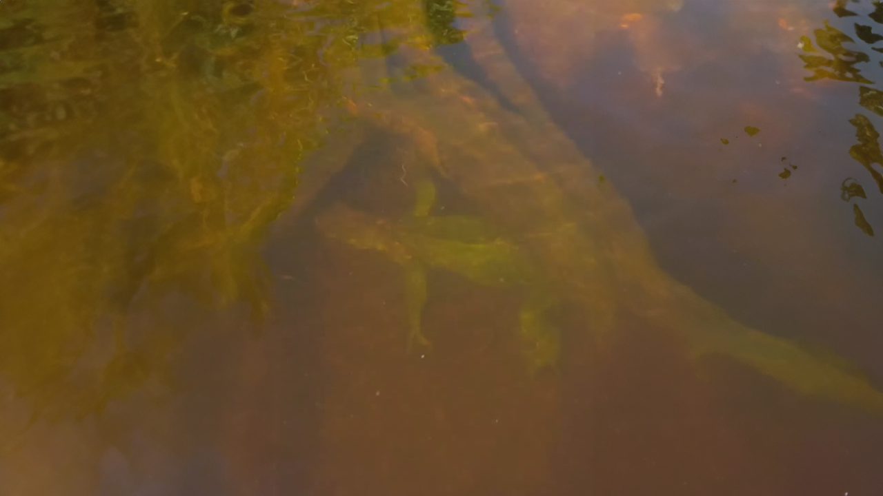 The incredible creatures hiding in plain sight in water