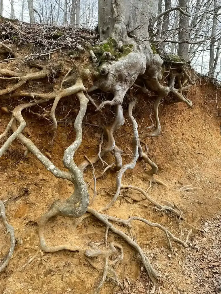 Don't cut that branch: The legal limits on trimming overhanging trees