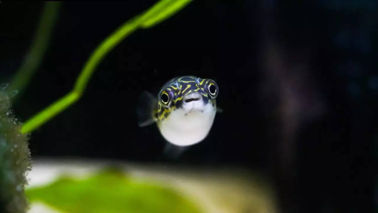 Japan’s underwater crop circles mystery turns out to be a mating signal ...