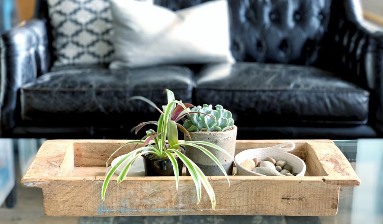 Interior stylists say these 10 coffee table plants actually work indoors