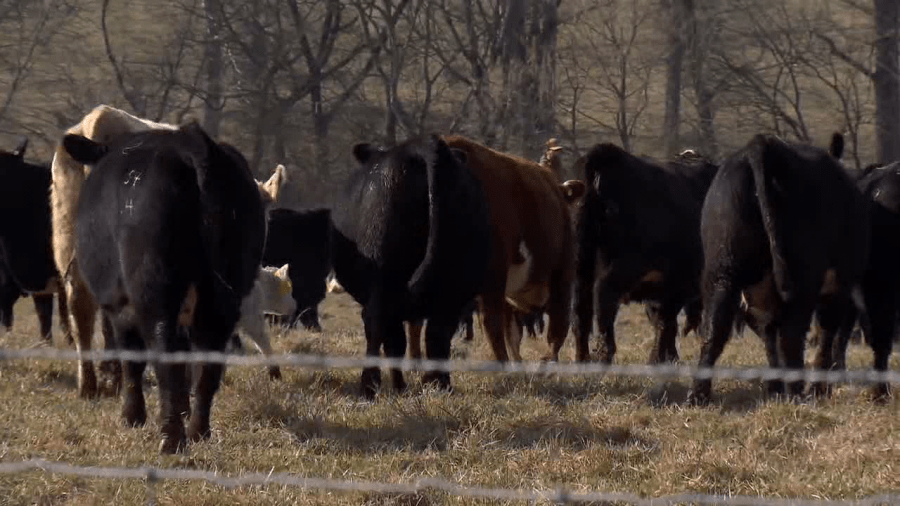 How are farmers in Middle Tennessee preparing for incoming winter weather?