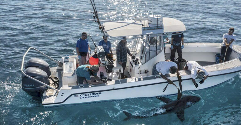 12-foot great white shark is patrolling shores of a major tourist ...