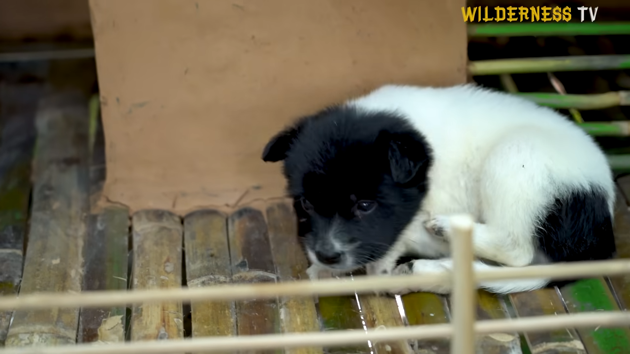 The puppies had already lost everything, and we couldn’t fail them again