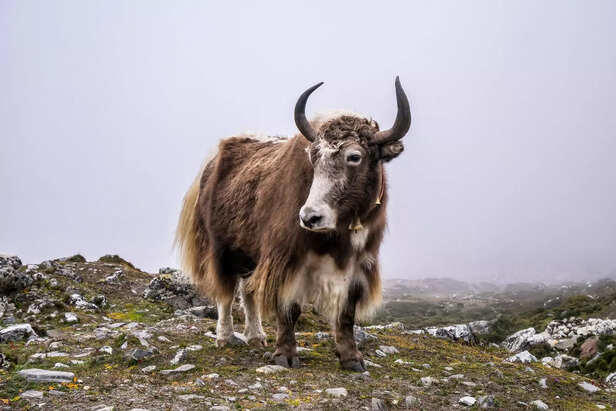 Yak milk health benefits you didn’t know about