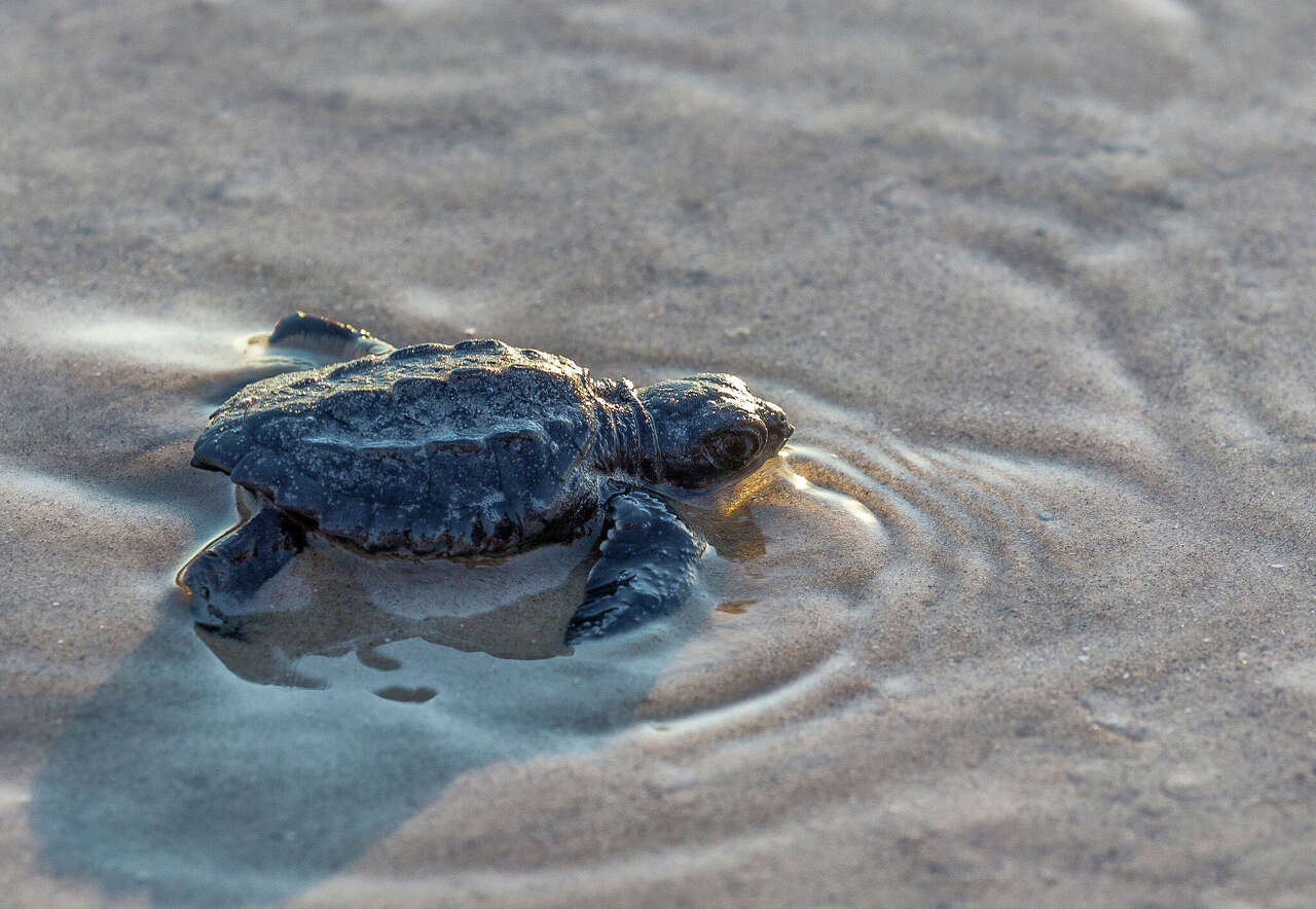 Gulf Coast sea turtles in danger as winter storm approaches Texas
