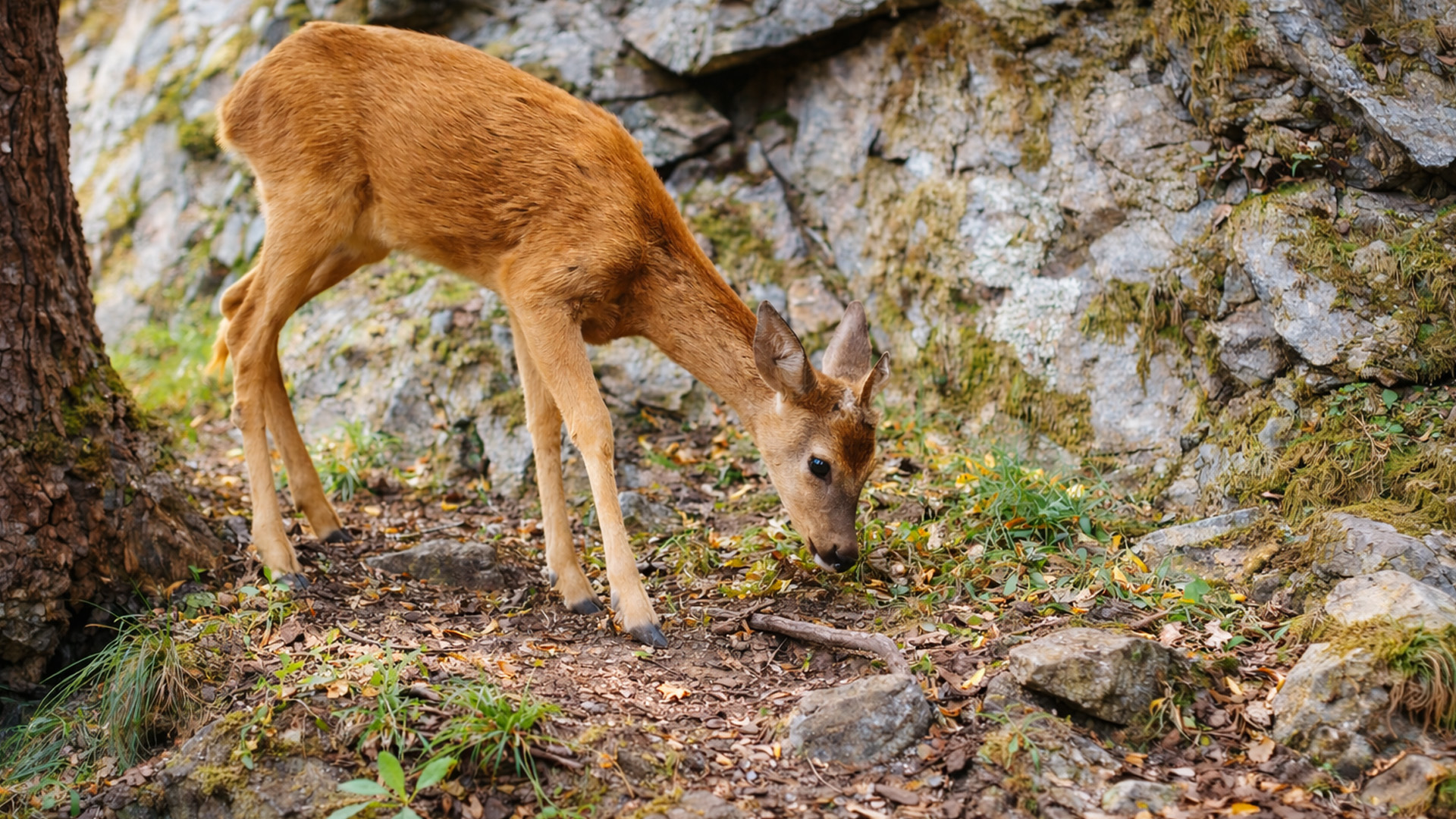 I left a camera in the woods for 7 days and here’s what I captured