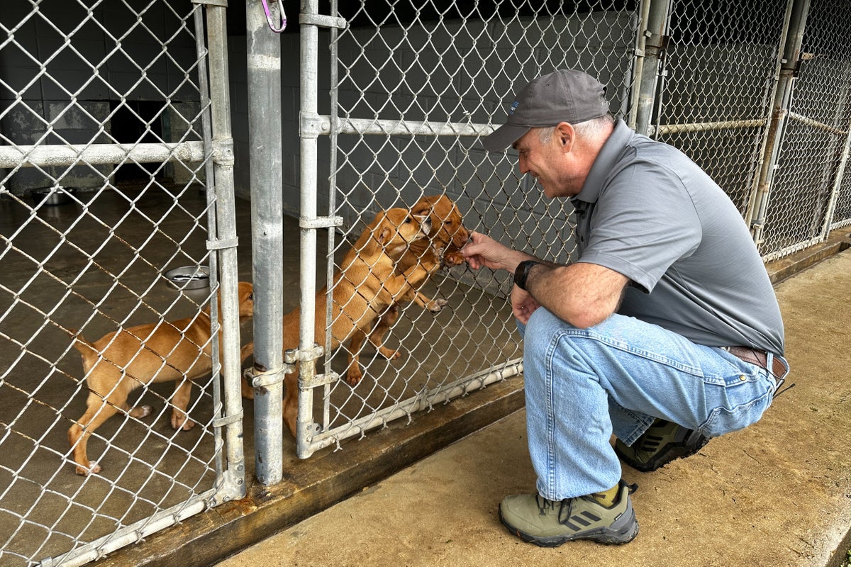 Animal rescue rushes to save over 200 dogs before winter storm hits