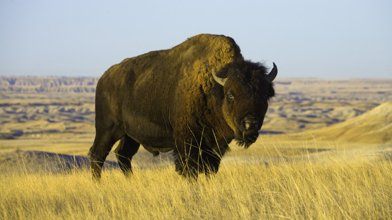 The 5 best parks where you can see bison roam (other than Yellowstone ...