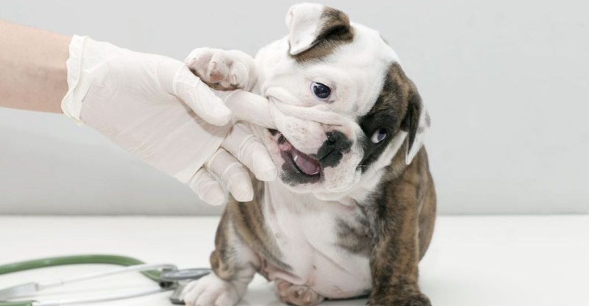 Respiratory illness posts are spiking again – 10 symptoms owners keep ...