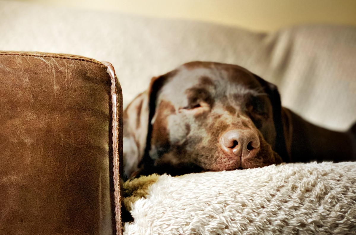 Chocolate lab does a full trust fall on command and his look says ...