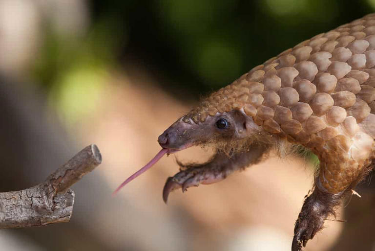 World Pangolin Day 2026: Why this ‘walking pinecone’ is the most ...