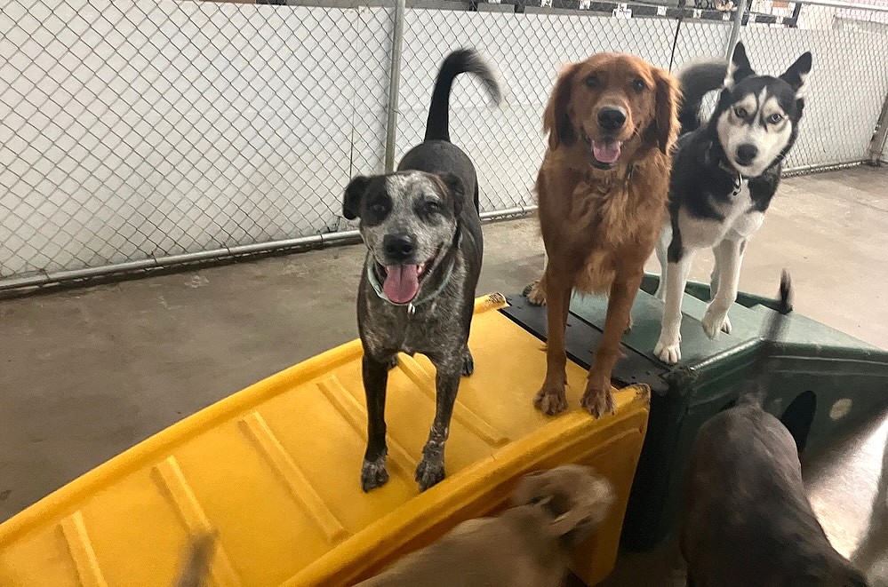 City tightens dog rules, 4 El Paso area restaurants are James Beard ...