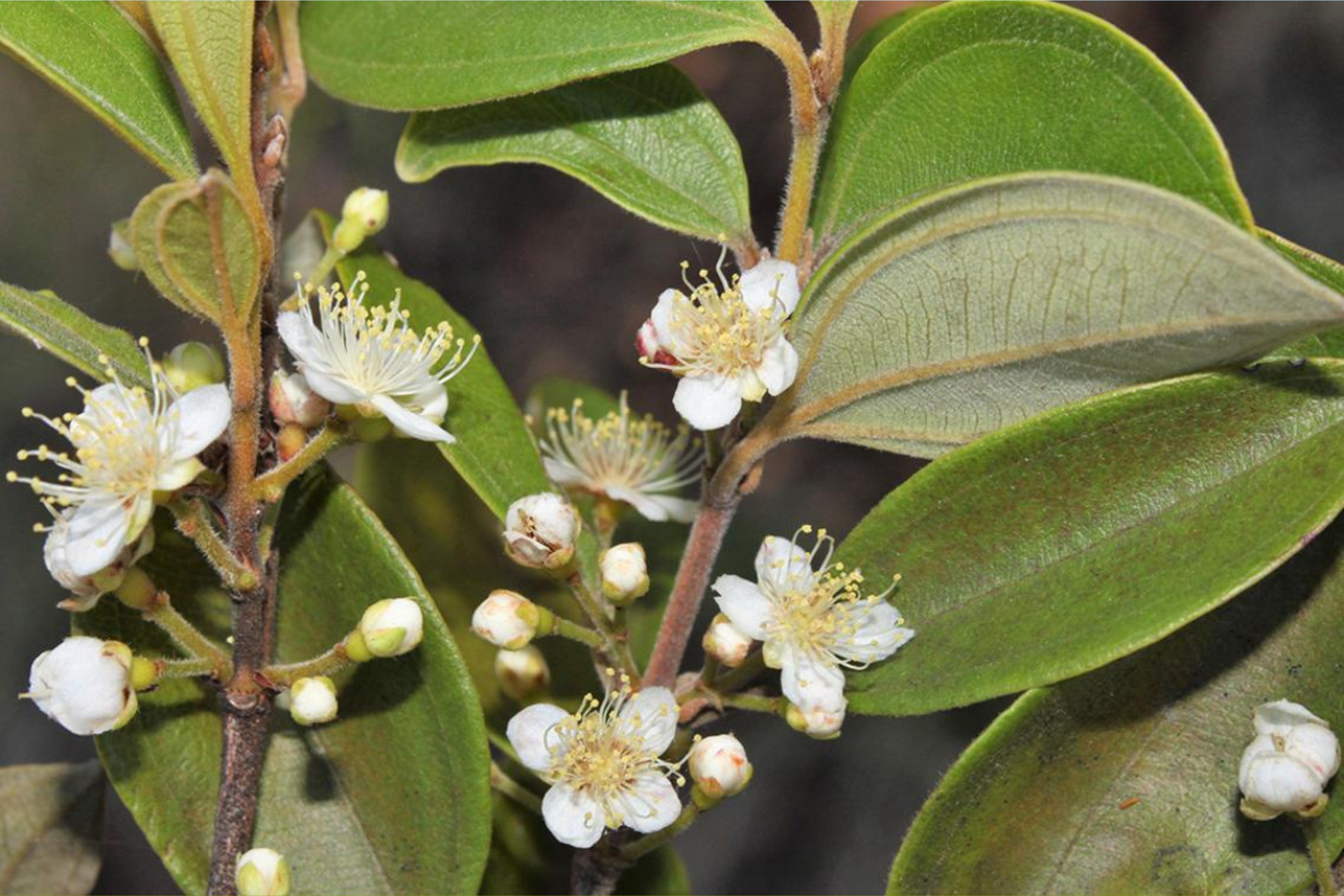 Scientists in desperate race to bring "zombie tree" back to life