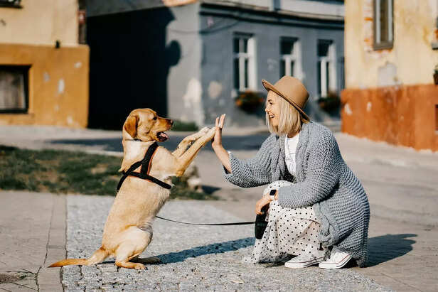 5 fun dog breeds that love to play with humans