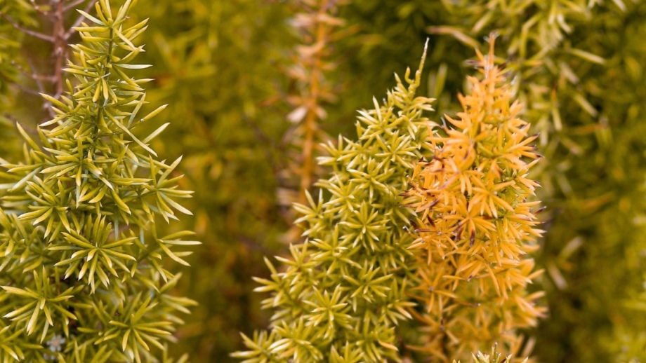 7 reasons your foxtail fern is turning yellow (and how to fix it)