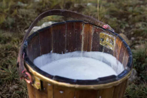 Yak milk health benefits you didn’t know about